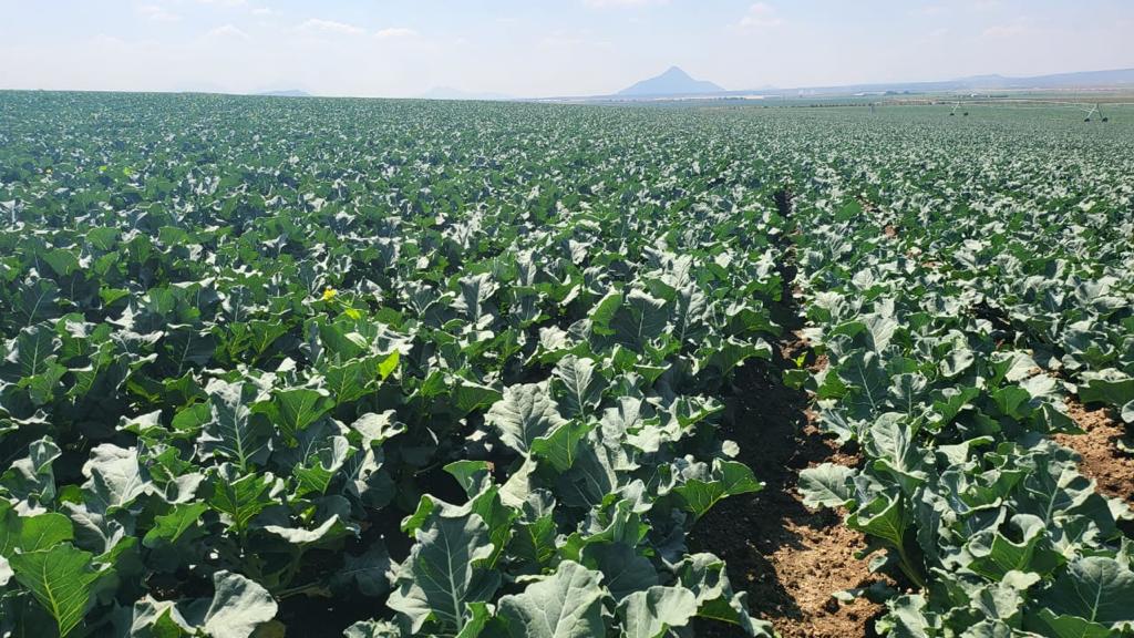 Nosotros - Global Fresh Produce