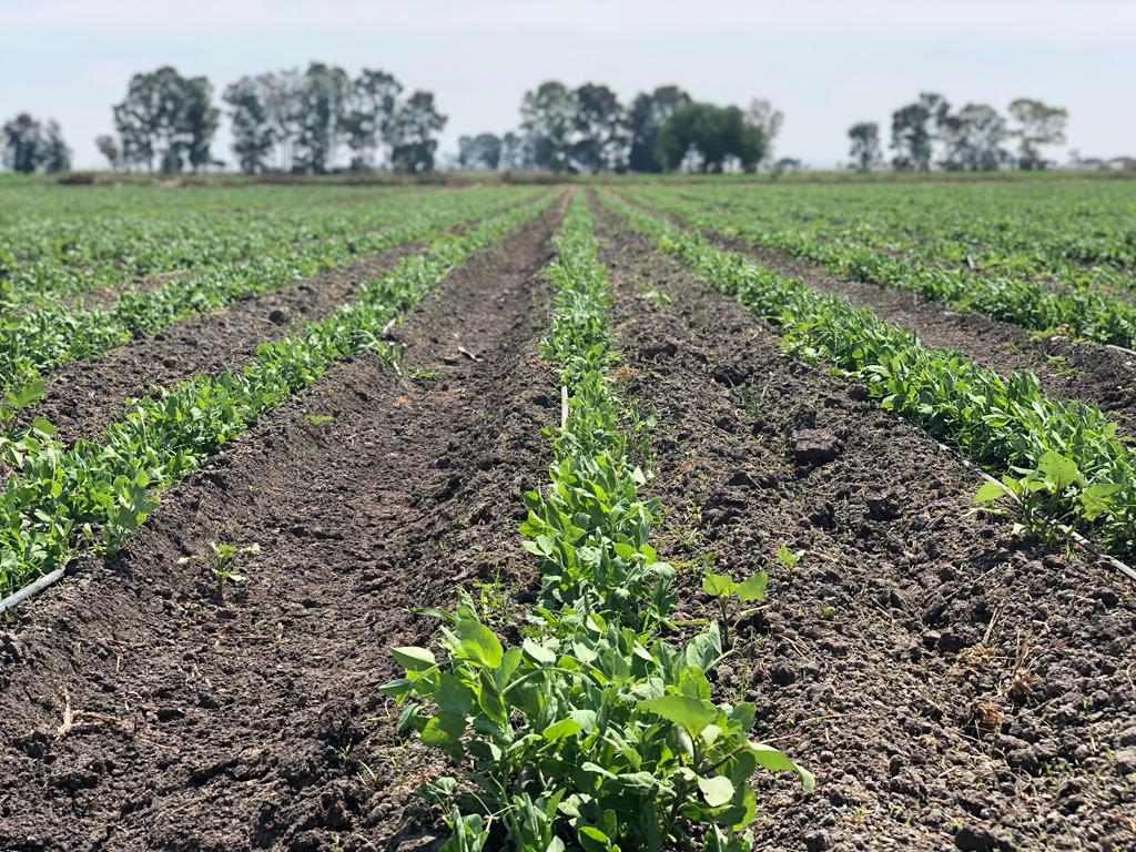 Global Fresh expertos en vegetales frescos y brócoli premium