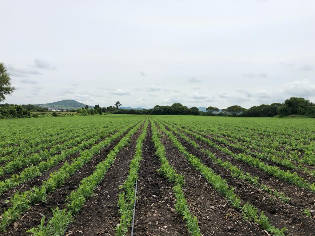 Nosotros - Global Fresh Produce