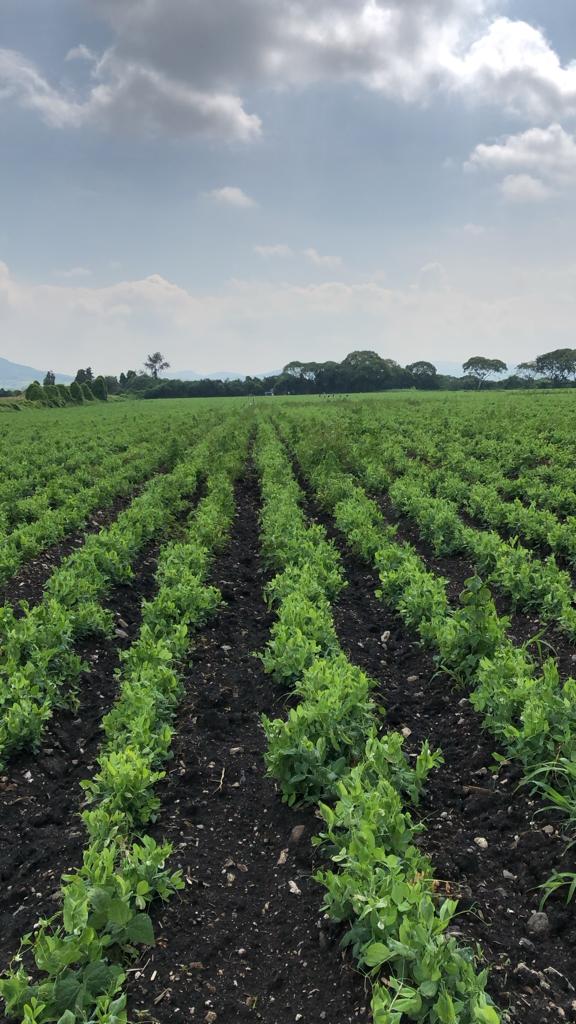 Nosotros - Global Fresh Produce